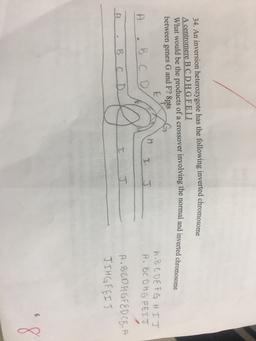 Solved 34 An Inversion Heterozygote Has The Following