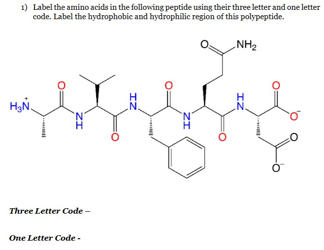 1.Label the amino acids in the following peptide | Chegg.com