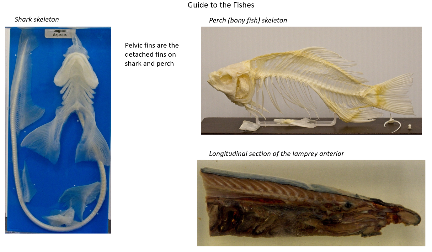 Solved Look at the jaws of the shark and bony | Chegg.com