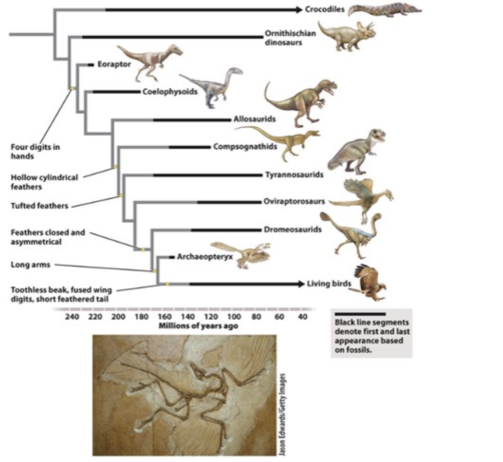 Solved Please Use Fig 23 19 Dinosaurs And Birds page Chegg solved-please-use-fig-23-19-dinosaurs-and-birds-page-chegg