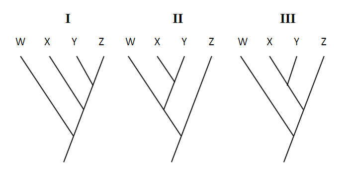 Solved Below are three possible rooted phylogenetic trees | Chegg.com