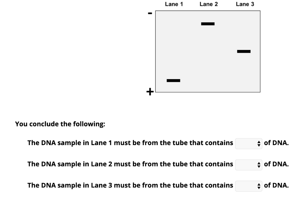Solved You have three separate tubes of linear DNA, each | Chegg.com