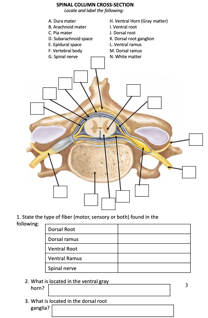 Solved SPINAL COLUMN CROSS-SECTION Locate and label the | Chegg.com