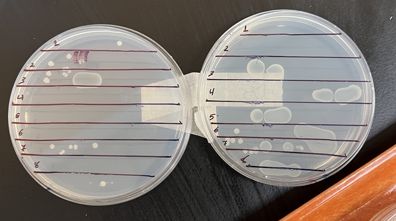 The left plate is the (-Trp) The right plate is the | Chegg.com