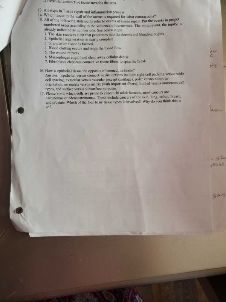 Solved D) reticular connective tissue invades the area 13. | Chegg.com
