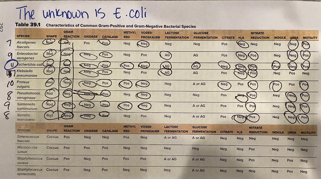 Solved Microbiology: create a flow chart for the | Chegg.com