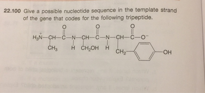 Solved Give a possible nucleotide sequence in the template | Chegg.com