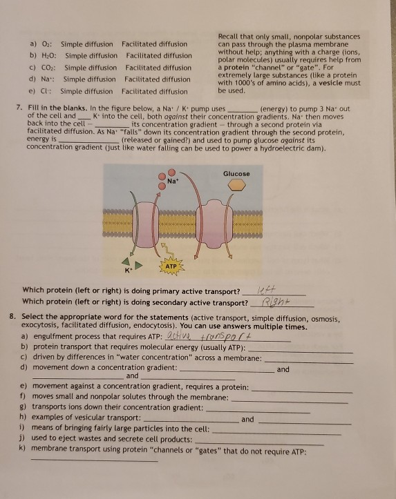 Solved a) 02: Simple diffusion b) H20: Simple diffusion c) | Chegg.com