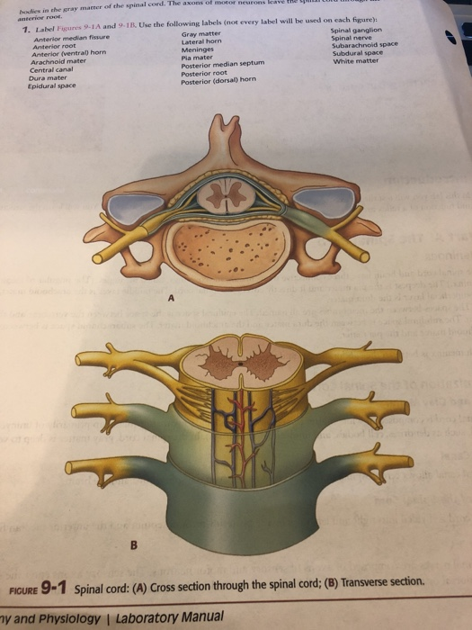 Solved Label figures 9-1A and 9-1B. Use the following | Chegg.com
