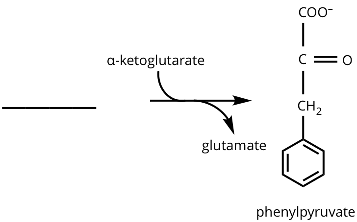 Solved The transamination of one amino acid by a reaction | Chegg.com
