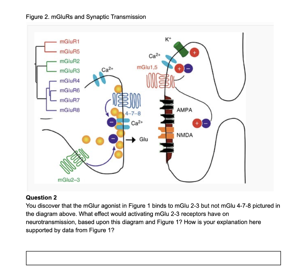 Solved Figure 2. mGluRs and Synaptic Transmission mGluR1 K+ | Chegg.com