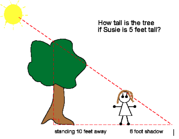 Solved How tall is the tree if Susie is 5 feet tall? | Chegg.com