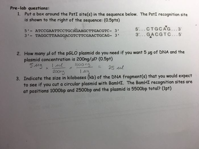 Solved Pre-lab questions: 1. Put a box around the PstI | Chegg.com