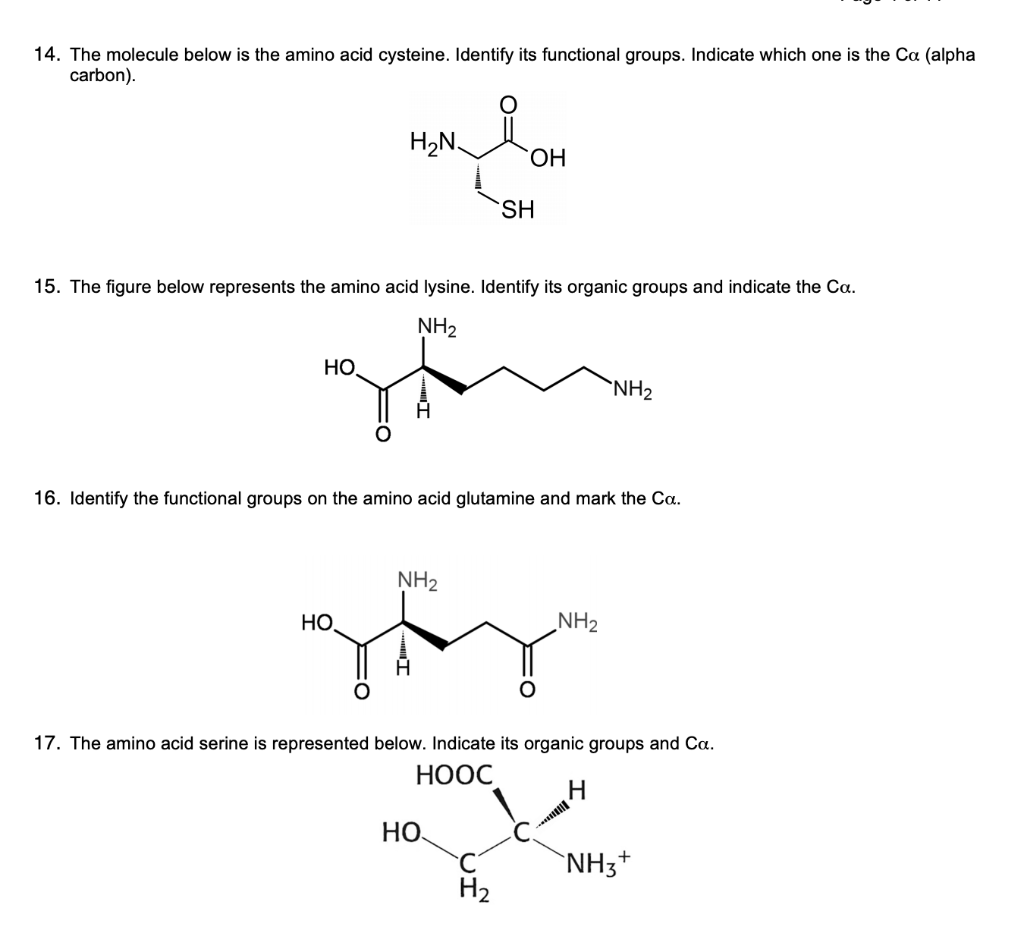 Solved 14. The molecule below is the amino acid cysteine. | Chegg.com