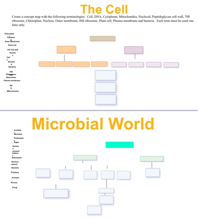 Solved Create a concept map with the following | Chegg.com