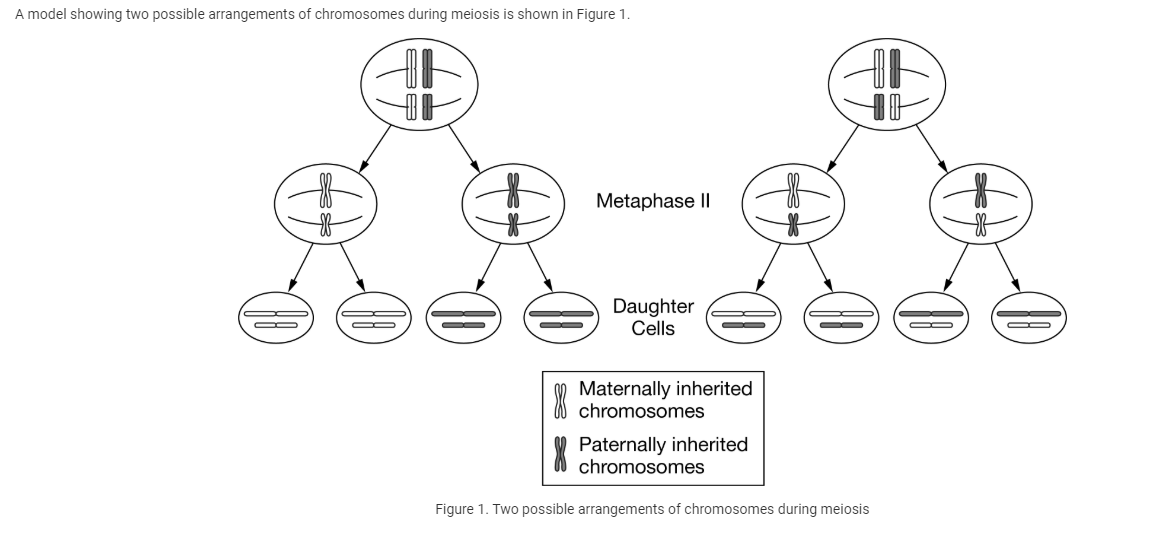 Solved A model showing two possible arrangements of | Chegg.com