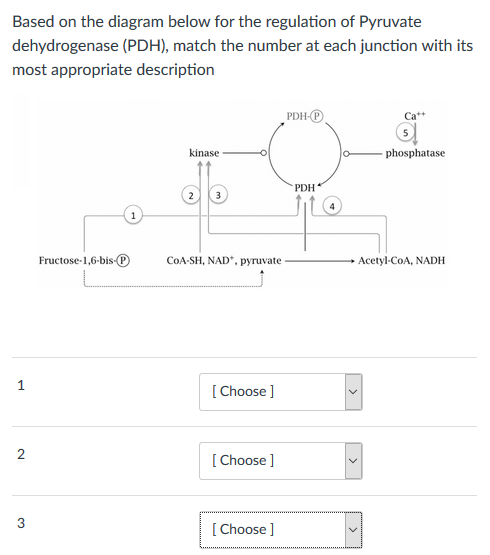 Solved options: feed forward activation PDH kinase | Chegg.com