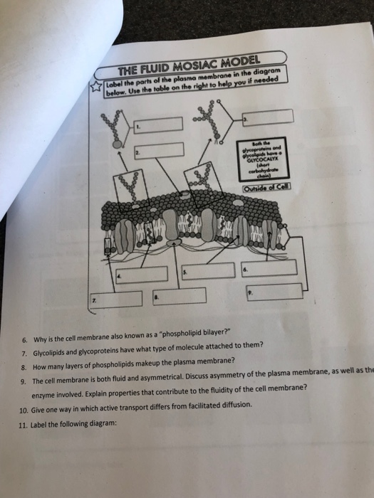 Solved THE FLUID MOS?AC MODEL Label the parts of the plosma | Chegg.com
