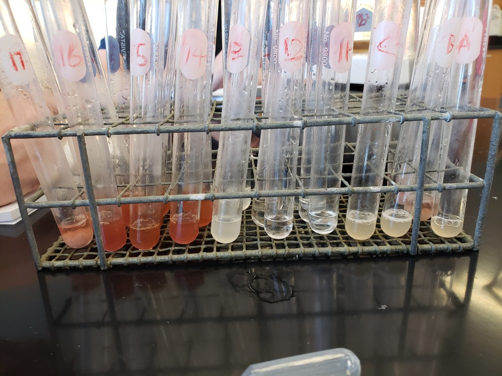 Solved abstrate Table 12.1 dH2O Test Tube Potato Temperature | Chegg.com