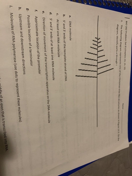 Solved BIO 262 Problem Set 8 (Chapters 13, 14, 15) 1. The | Chegg.com