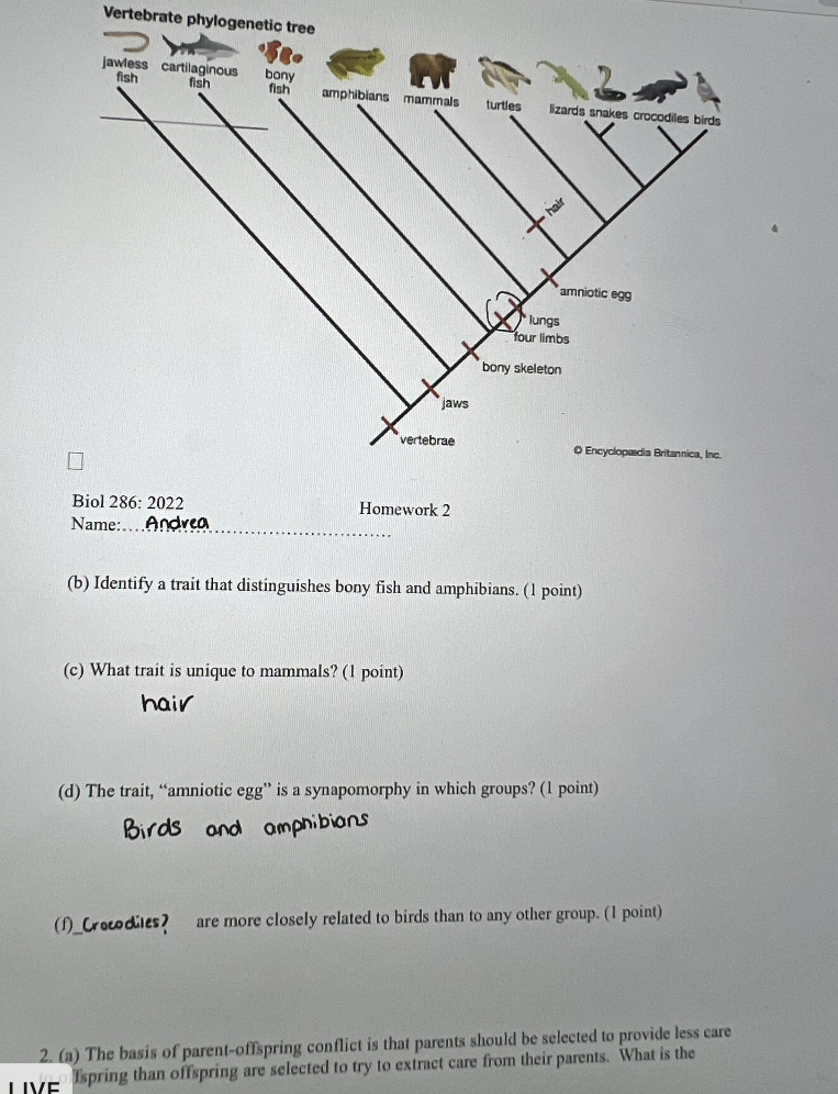 Solved I need help with all of the phylogenetic tree | Chegg.com