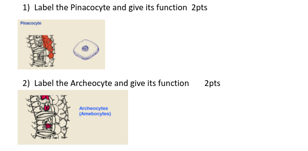 Solved 1) Label the Pinacocyte and give its function 2pts | Chegg.com