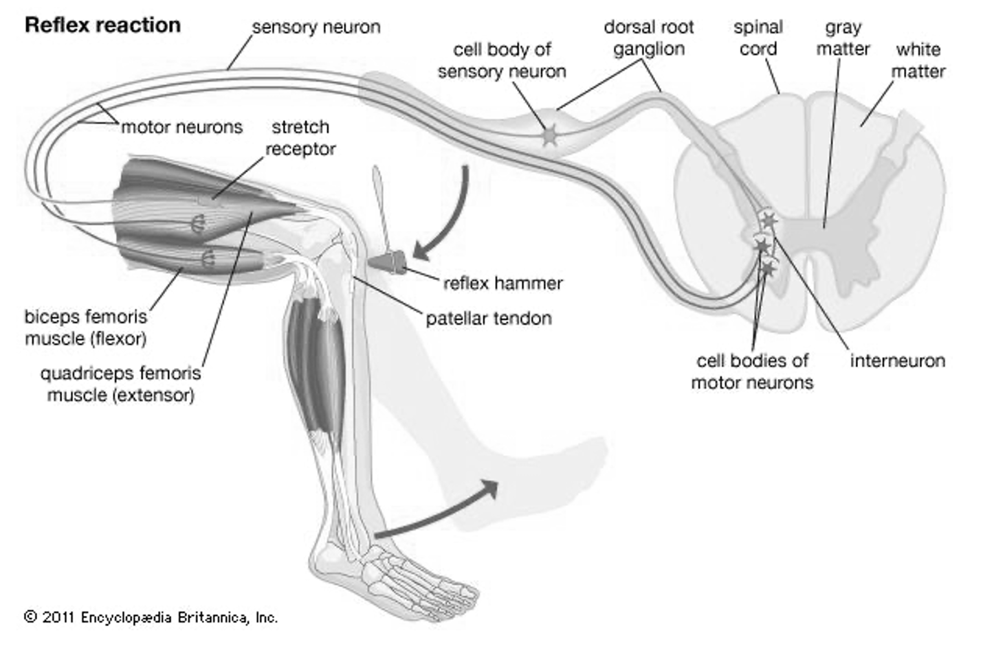 Solved Patellar Tendon Reflex or the “knee jerk reflex” | Chegg.com