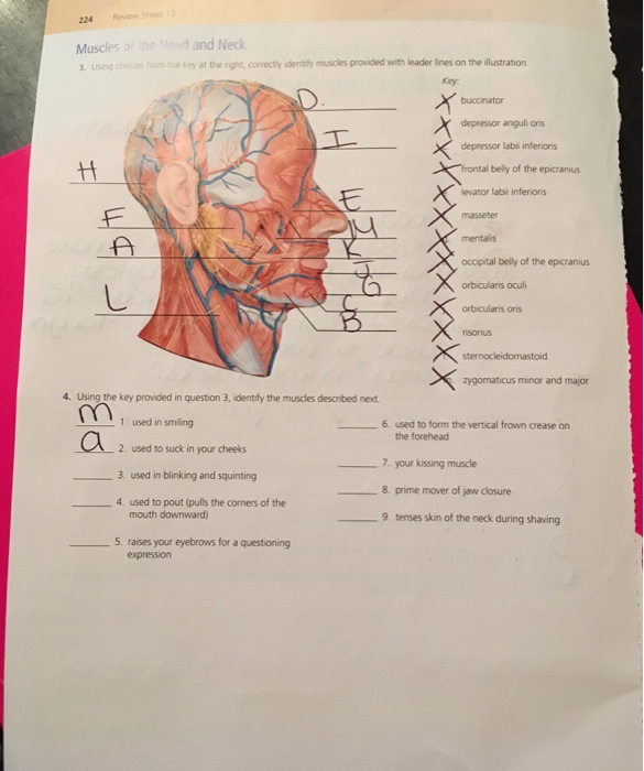 224 Revie Muscles . Using choices from the k i and | Chegg.com