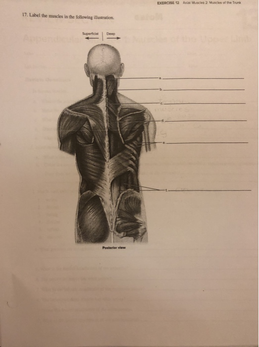 Solved EXERCISE 12 Axial Muscles 2 Muscles of the Trunk 17. | Chegg.com