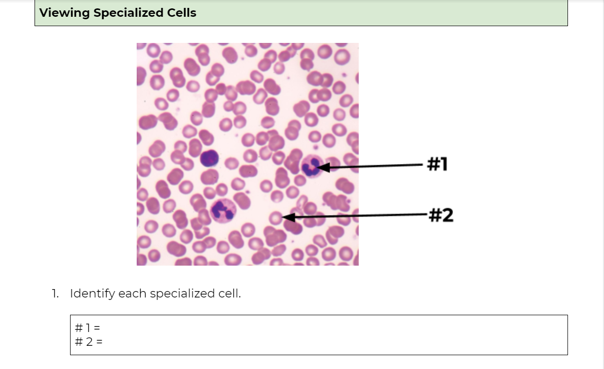 Solved Viewing Specialized Cells - #1 -#2 0909 1. Identify | Chegg.com