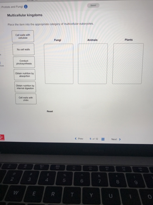 Solved otists and Fungi Characteristics of protist groups | Chegg.com