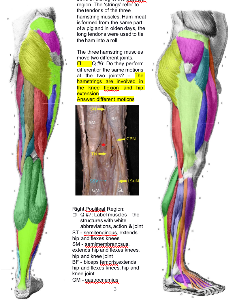 region. The 'strings' refer to the tendons of the | Chegg.com