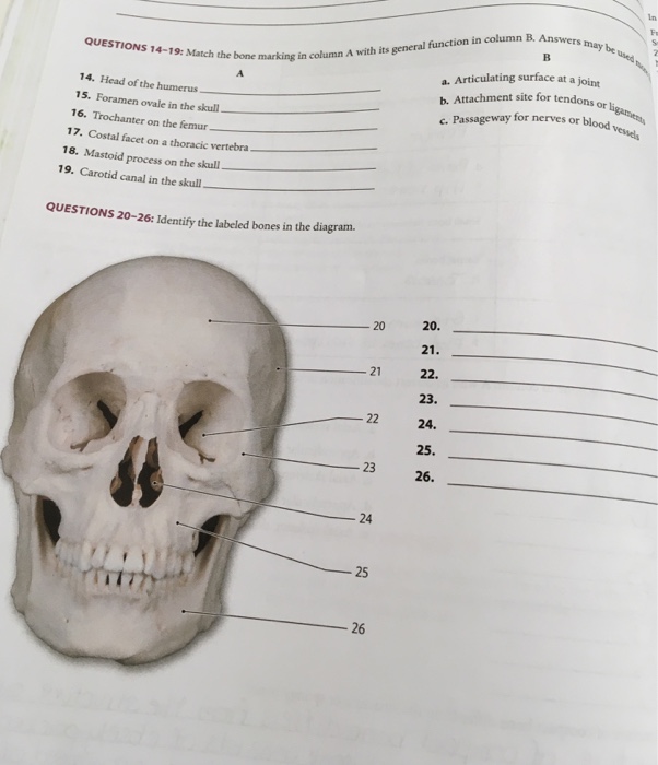 Solved Answers may be QUESTIONS 14-19: Match the bone | Chegg.com