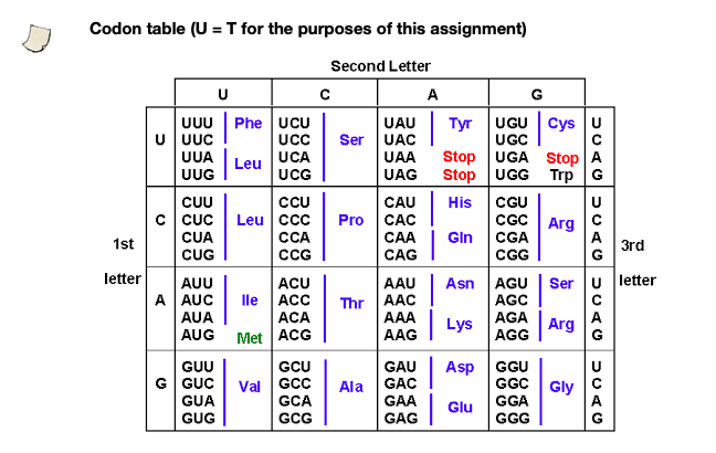 Solved Codon table (U = T for the purposes of this | Chegg.com