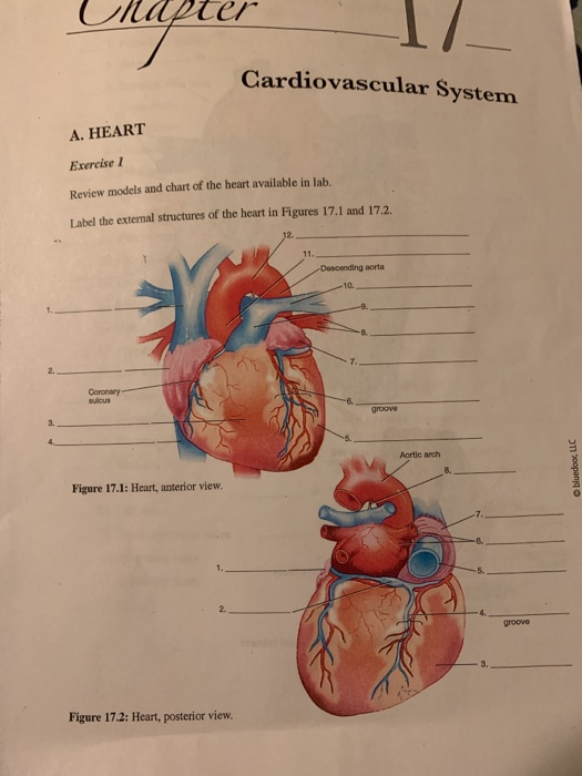 Solved ter 1 / Cardiovascular System A. HEART Exercise 1 | Chegg.com Solved ter 1 / Cardiovascular System A. HEART Exercise 1 | Chegg.com