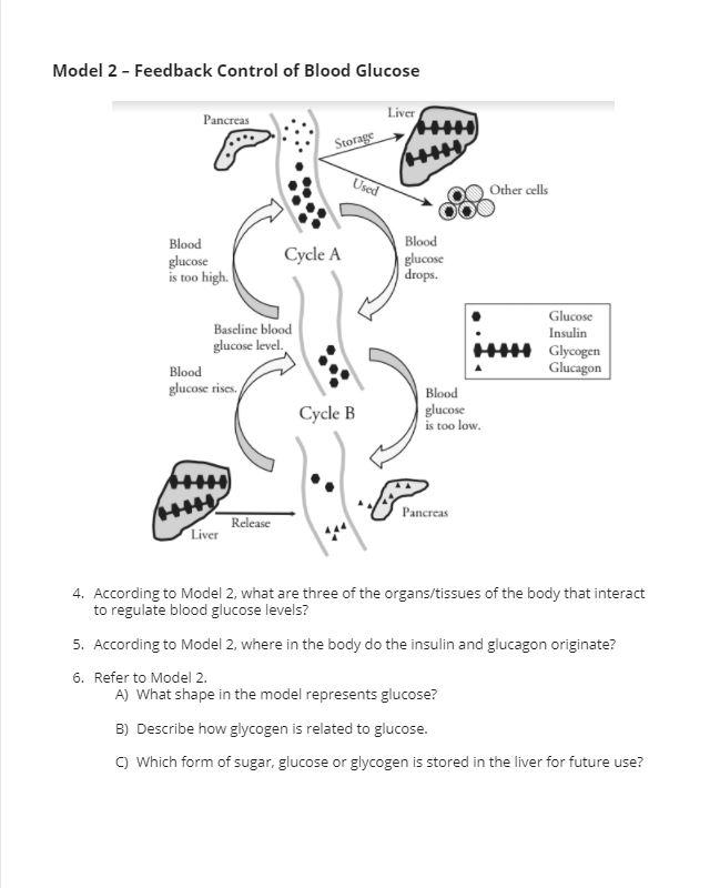 Regulation Of Blood Glucose Concentration