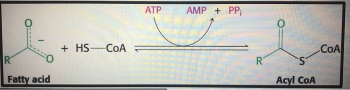 Solved ATP AMP + PPi HSCoA CoA Acyl CoA | Chegg.com