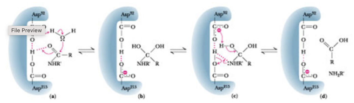 Solved One example is the family of aspartate proteases | Chegg.com
