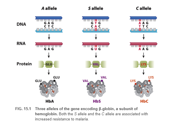 Solved 1. A phenotype is: the location of a gene | Chegg.com