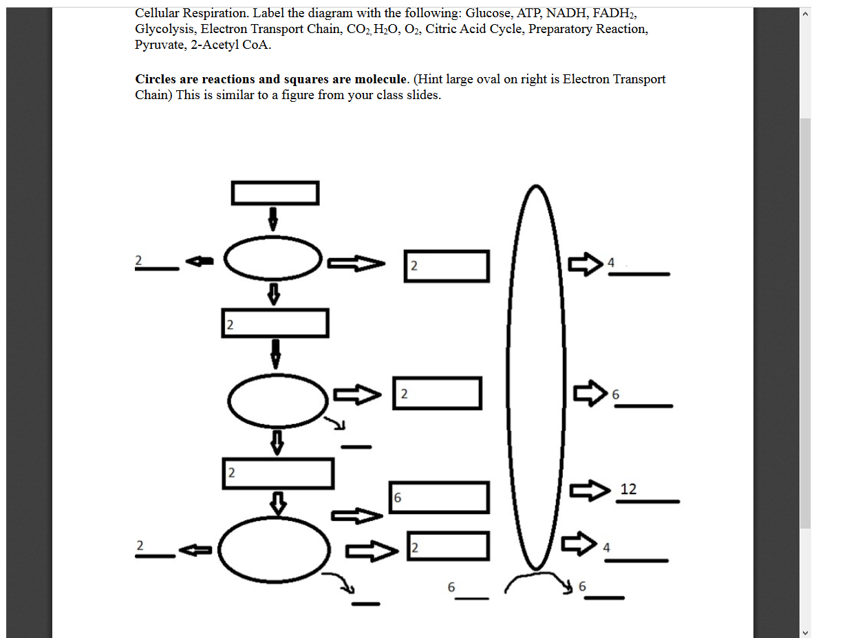 Solved Cellular Respiration. Label the diagram with the | Chegg.com
