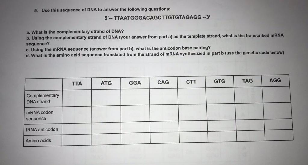 Solved 5. Use this sequence of DNA to answer the following | Chegg.com