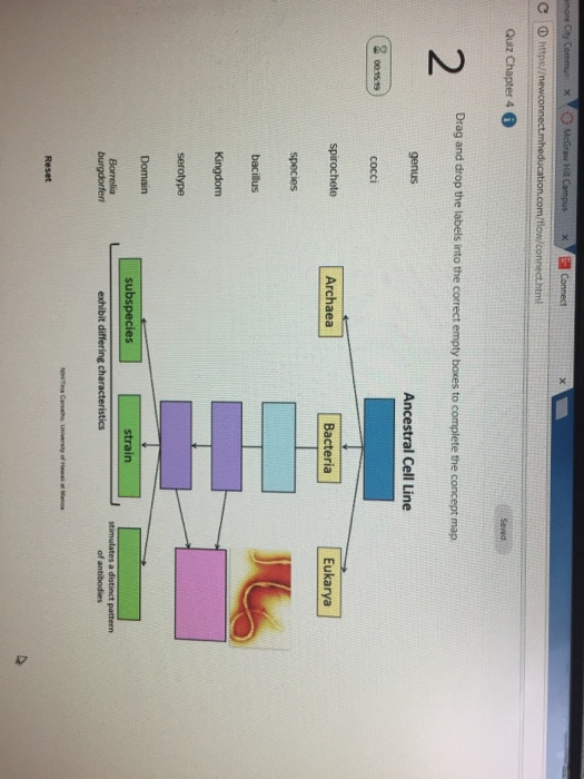 Solved C ⓘ https// 2 Ancestral Cell Line spirochete Eukarya | Chegg.com