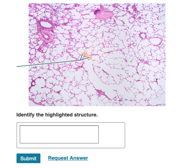 Solved Identify the highlighted structure. Submit Request | Chegg.com