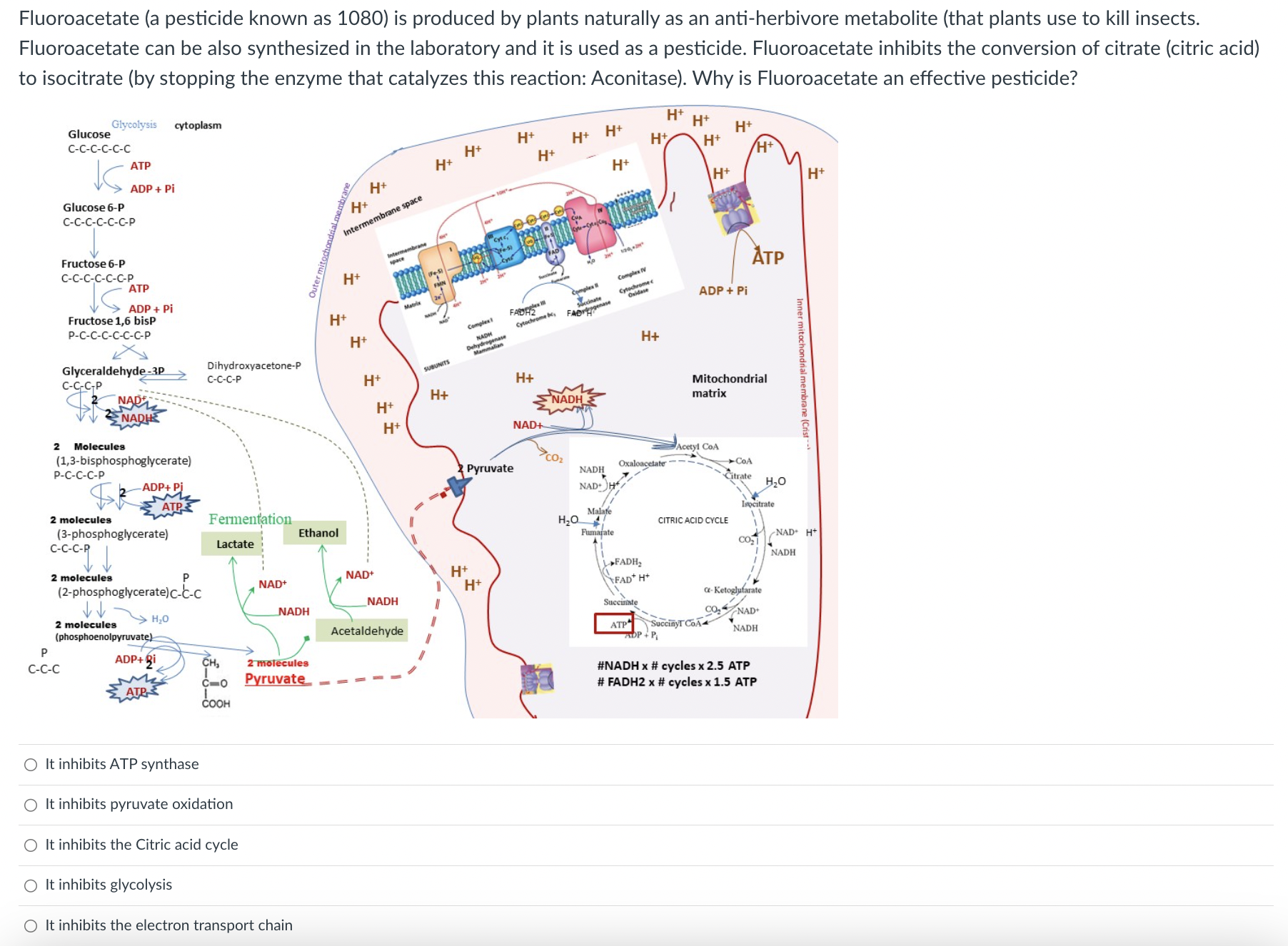 Solved Fluoroacetate (a pesticide known as 1080 ) ﻿is | Chegg.com