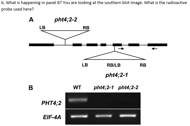 Solved Q1. Identification of pht4;2 T-DNA Insertion Mutants | Chegg.com