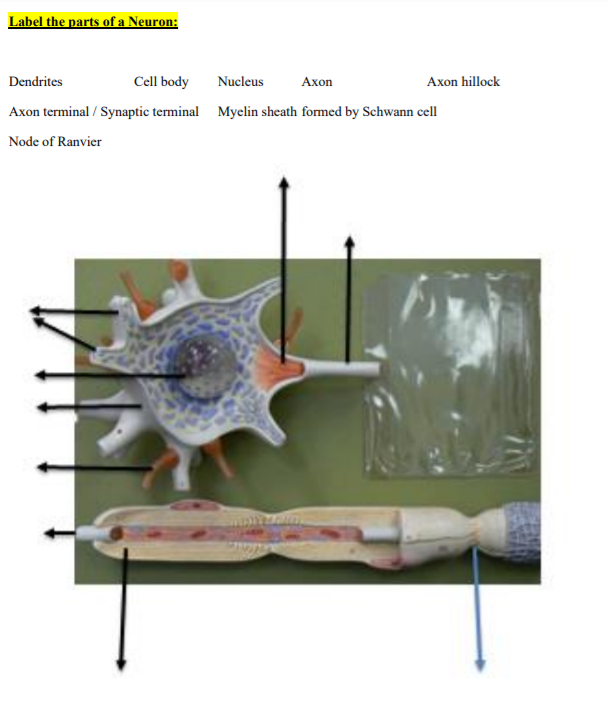 Solved Label the parts of a Neuron: Dendrites Cell body | Chegg.com