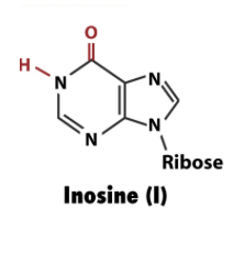 Solved 1. Based on the wobble base-pairing scheme proposed | Chegg.com