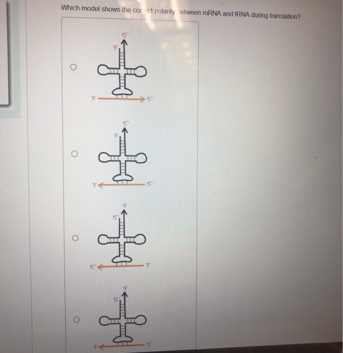 Solved which model shows the correct polarity between mRNA | Chegg.com