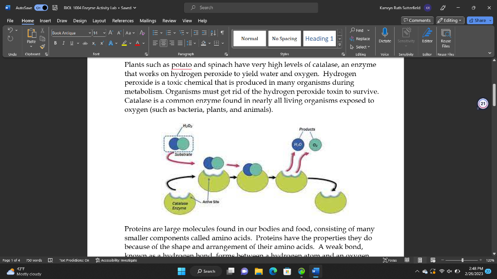 BIOL 1004 Catalase Enzyme Activity Lab How enzymes | Chegg.com