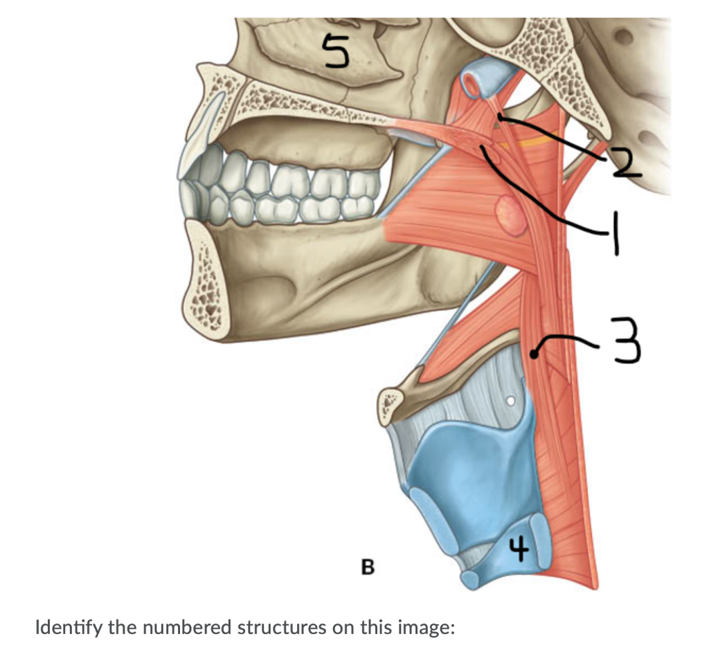 Solved 5 -3 4 B Identify the numbered structures on this | Chegg.com